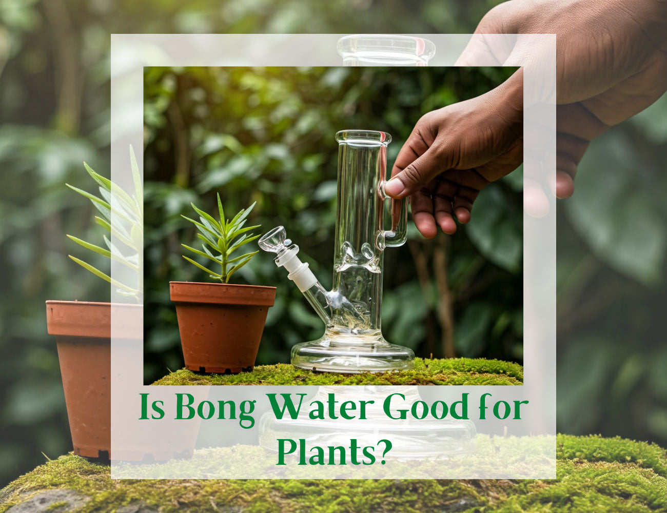 Is Bong Water Good for Plants? – PILOTDIARY